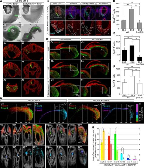 Position Dependent Plasticity Of Distinct Progenitor Types In The