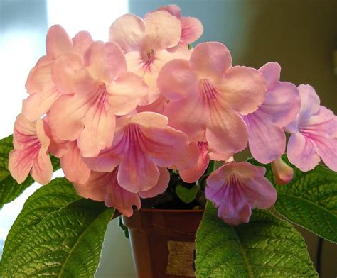 Strep Notes Winter 2013 14 Primrose Fields