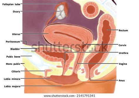 Cross Section Female Genital System English 库存插图 Shutterstock