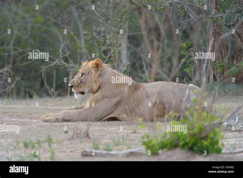 West African Lion Panthera Leo Male Lying On The Ground W Regional