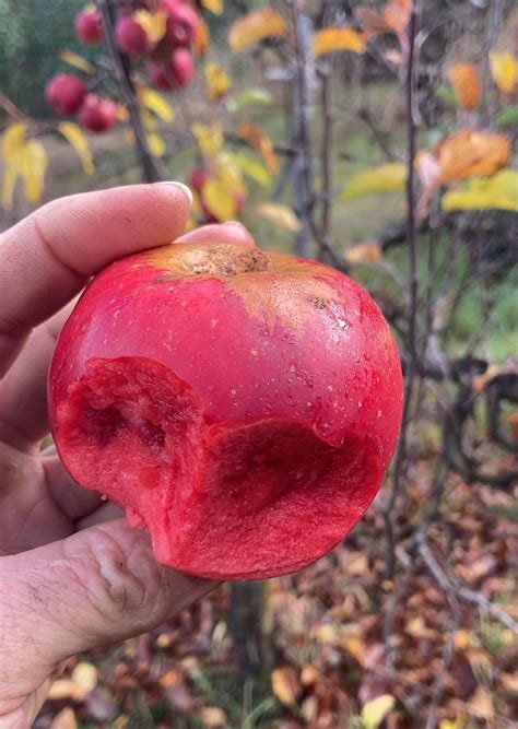 I Did It I Bred The Red Fleshed Apple I Want To Eat — Skillcult