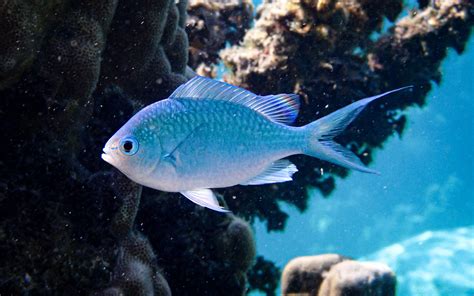 Blue Green Chromis • Chromis Viridis • Fish Sheet