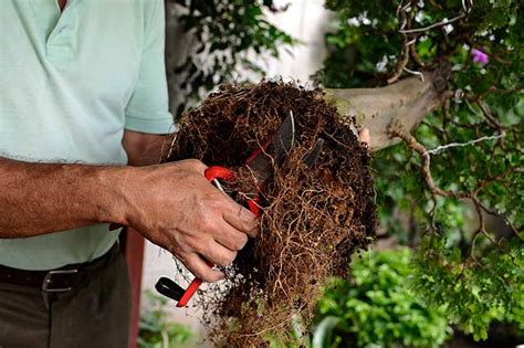 How Deep Are Lilac Tree Roots At Kevin Christensen Blog