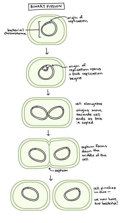 Binary Fission Diagram Difference Between Binary Fission And