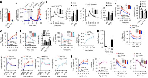 The Phenotype Of Gipr − − βcell Mice A Gipr Expression In Mouse