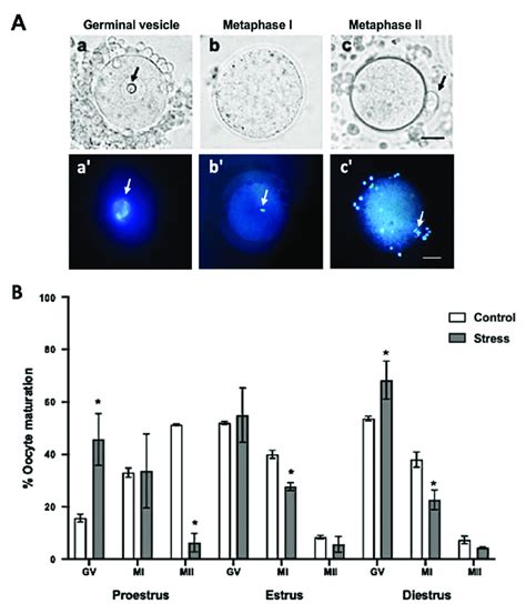 Oocyte Maturation Stages Depending On The Estrous Cycle Phases In