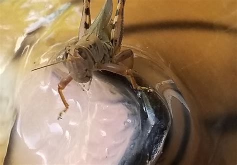 Reflections A Grasshoppers Leap