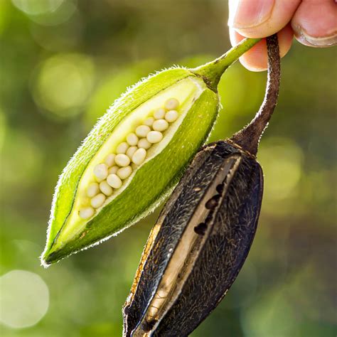 Ambrette Seed Base - Creative Formulas