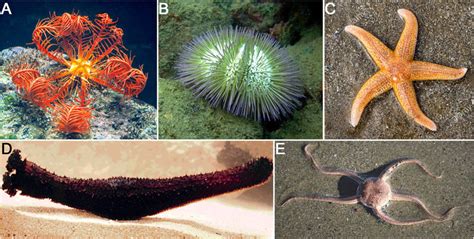 Echinoderms
