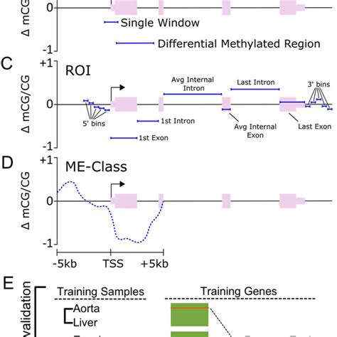 Models Of Dna Methylation And Validation Framework For Predicting Download Scientific Diagram