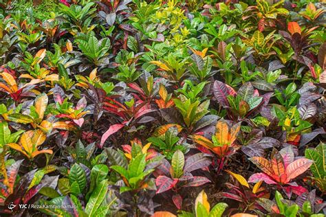 تصاویر محلات پایتخت گل ایران