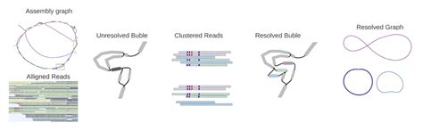 Github Katerinakazantsevastrainy Graph Based Assembly Phasing