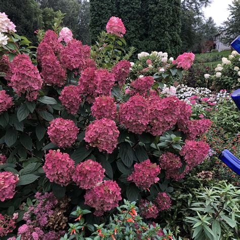 Hydrangea Fire Light Buy Hydrangea Hardy Shrubs Online
