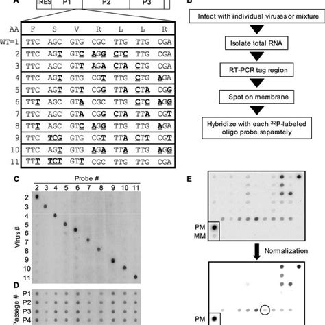 a new hybridization based quasispecies detection assay a poliovirus