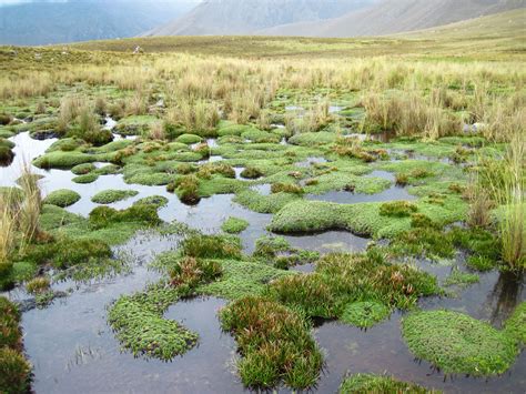 Bog Definition Types Ecology Plants Formation Structure Facts Britannica