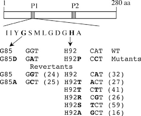 sequence alterations in the revertant strains the diagram shows the s