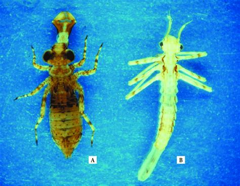 Libellulidae Larvae