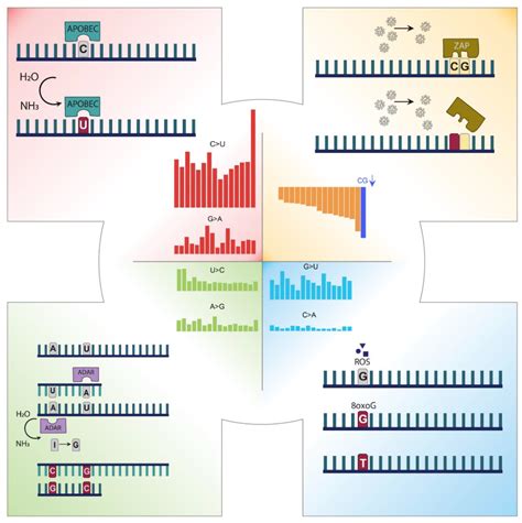The Mutation Profile Of Sars Cov 2 Is Primarily Shaped By The Host Antiviral Defense
