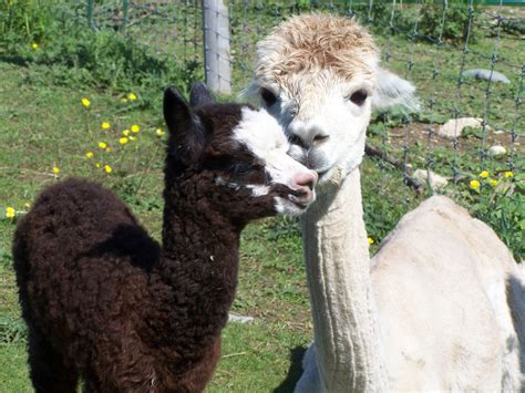For Valentines Day A Pair Of Smooching Alpacas
