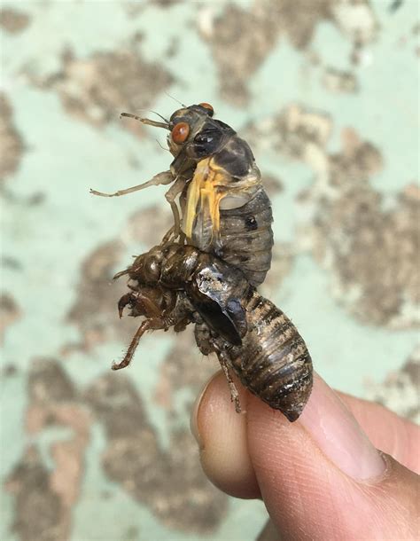 Springtail Infestation Rspringtail