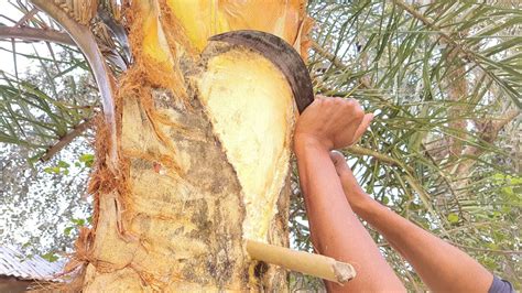 Khejurer Rosh। খেজুরের রস সংগ্রহ। খেজুরের রস সংগ্রহের পদ্ধতি। খেজুর রস সংগ্রহ। Date Palm Juice