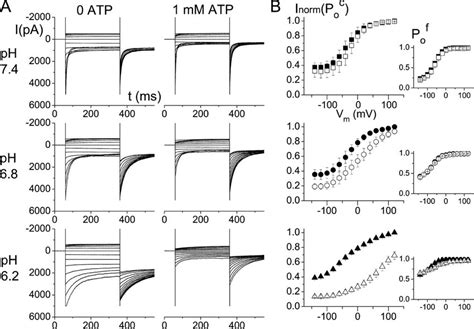 Effects Of 1 Mm Atp On The Common Gate Of Clc 1 A Recording Traces