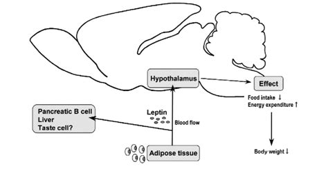 Principal Action Of Leptin In The Central Nervous System Expression Of