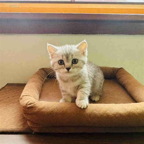 Pure Breed Scottish Straight Male Cats And Kittens For Rehoming City