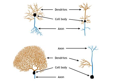 Neuron Dendrite