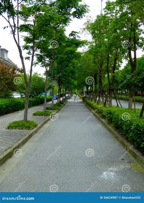 A Path Through Two Rows Of Trees Editorial Photography Image Of City Beautiful