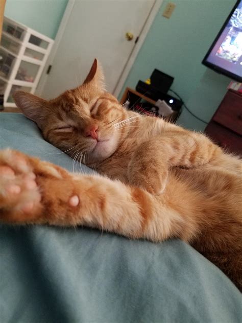 Best Lazy Afternoon Images On Pholder Aww Cozy Places And Blackcats