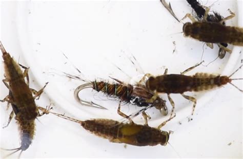 Video Pro Tips How To Choose The Right Nymph Orvis News