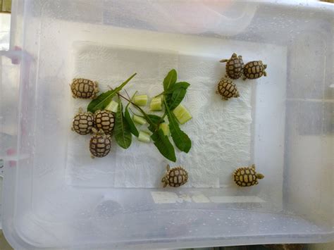 African Tortoise Reproduction Project Zoo Palic