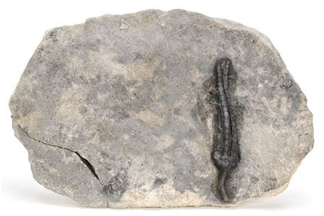 31 Devonian Crinoid Fossil Issoumour Morocco 215212 For Sale 31 Devonian Crinoid Fossil Issoumour Morocco 215212 For Sale