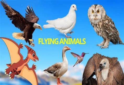 Masters Of The Sky A Deep Dive Into Flying Animals And Their