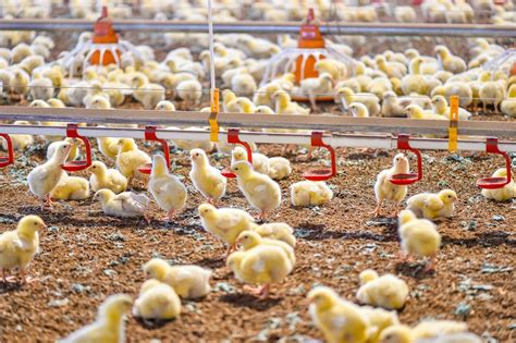 Antares Poultry Controller Hotraco Agri