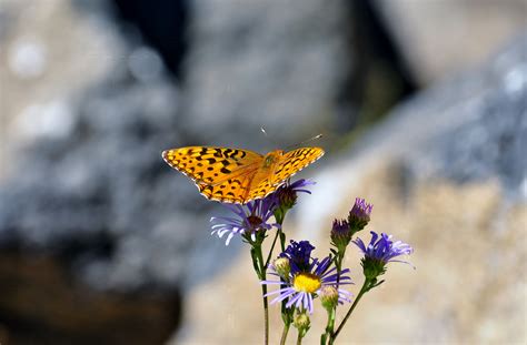 Butterfly Shutterbug