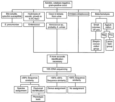 Algorithm For The Identification Of Aerobic Catalase Negative Download Scientific Diagram