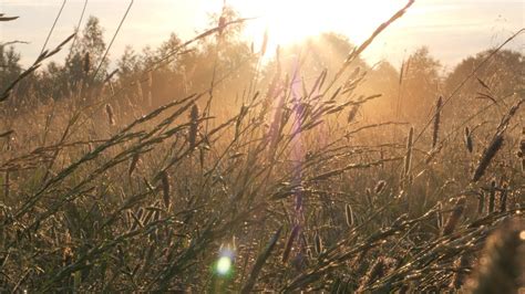 Птицы поют ранним летним утром в поле Звуки природы для расслабления