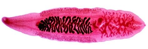 Clonorchis Sinensis Under Microscope Diagram Quizlet