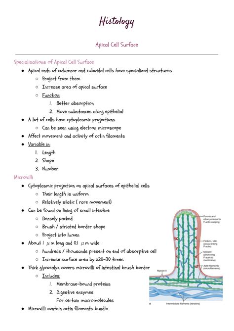 Solution Histology Of Apical Cell Surface Studypool