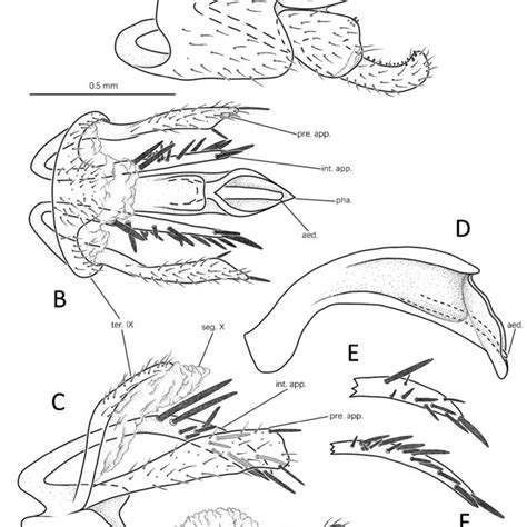 Male Genitalia Of Eoneureclipsis Spinosus Sp Nov A Ventral B