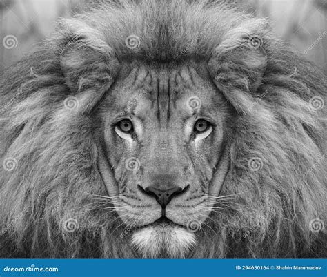A Black And White Portrait Of A Male African Lion Panthera Leo Direct