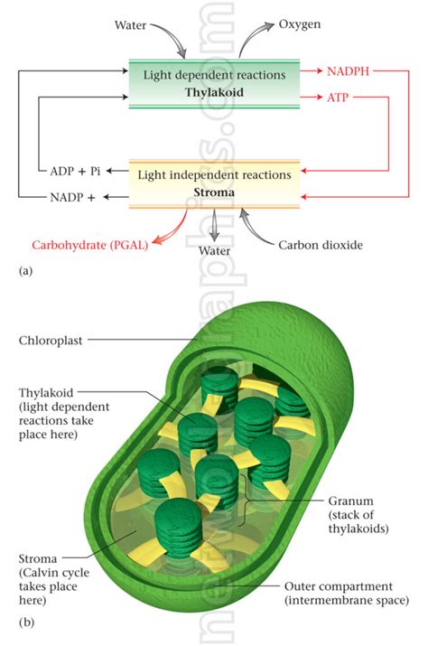 Photosynthesis In A Chloroplast With Light Dependent Reactions And
