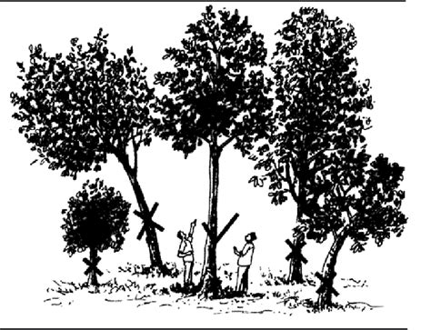 selecting desirable trees as shade for cocoa adapted from mularwarman