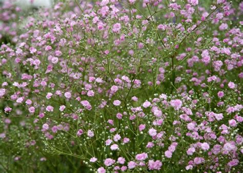 Гипсофила многолетняя – посадка и уход, фото