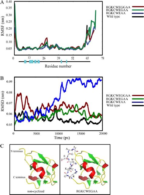 Md Simulations Of Wild Type And Three Cyclized Type Iii Afp Constructs