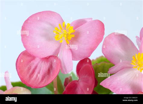 Wax Begonia Wax Leaf Begonia Begonia X Semperfloren Cultorum Pink