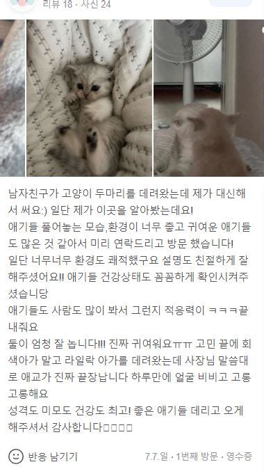 캣스토리 고양이분양 일산파주김포인천