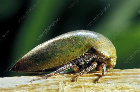 Treehopper Stock Image C006 8114 Science Photo Library